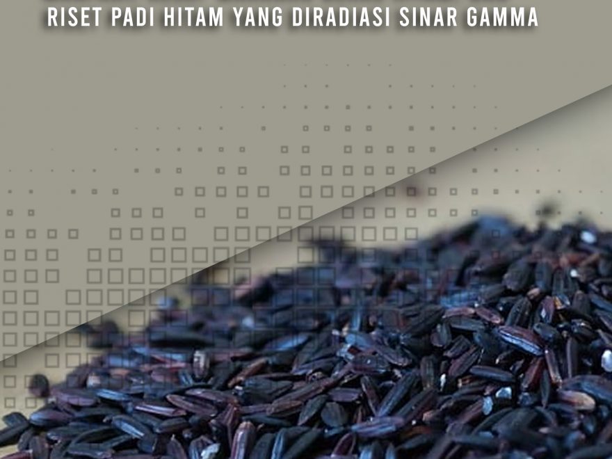 Padi Hitam: Manfaat, Resep Makanan Beras Hitam, dan Riset Padi Hitam ...